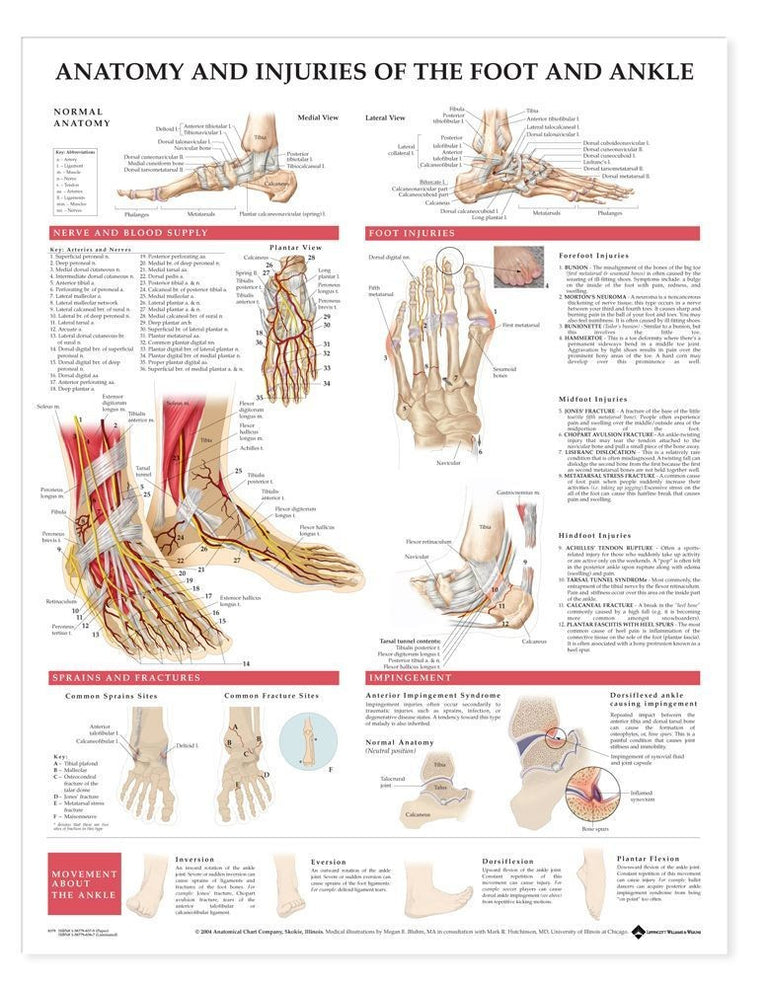 Anatomy & Injuries of the Hand and Wrist Wall Chart - Laminated, 20"W ...